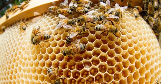 Số lượng đàn ong mật trên thế giới giảm gần 12% - QuanTriMang.com