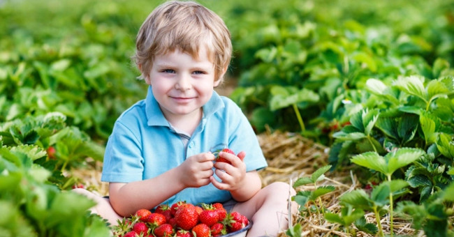 Trẻ em sống ở trang trại những năm đầu đời ít bị dị ứng hơn là trẻ sống ...