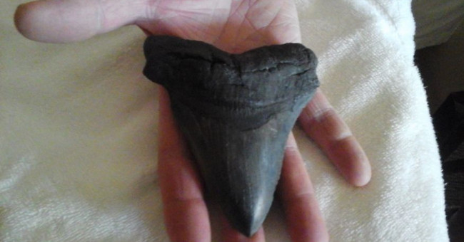 Bão Matthew khai quật răng cá mập thời tiền sử khổng lồ - QuanTriMang.com