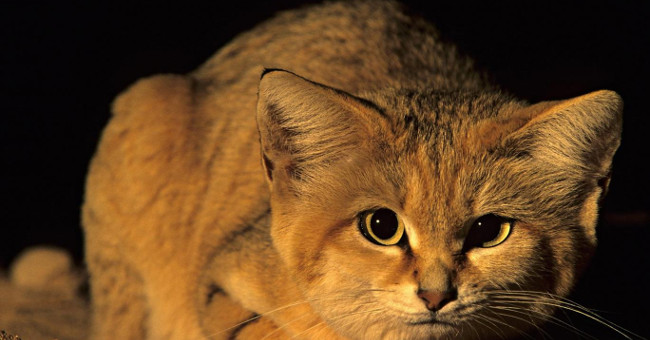 Mèo cát Ả Rập được phát hiện sau mười năm tìm kiếm - QuanTriMang.com