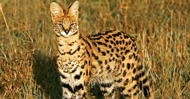 Rắn độc giả chết đánh lừa mèo rừng châu Phi - QuanTriMang.com