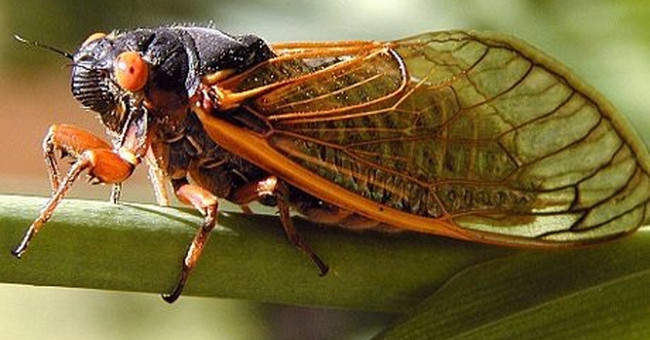 Khám phá những khả năng siêu phàm chỉ có ở ve sầu - QuanTriMang.com