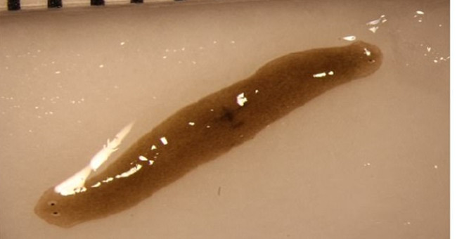 Kỳ lạ giun mọc 2 đầu khi sống 5 tuần trên vũ trụ - QuanTriMang.com