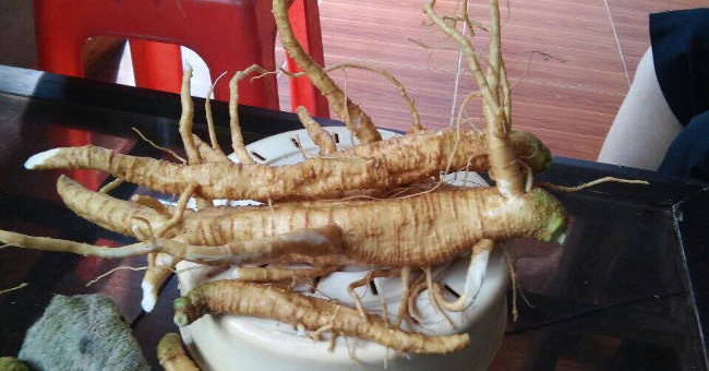 Thương lục nhầm với nhân sâm, thuốc xổ nhầm với thuốc bổ nguy hiểm khôn ...