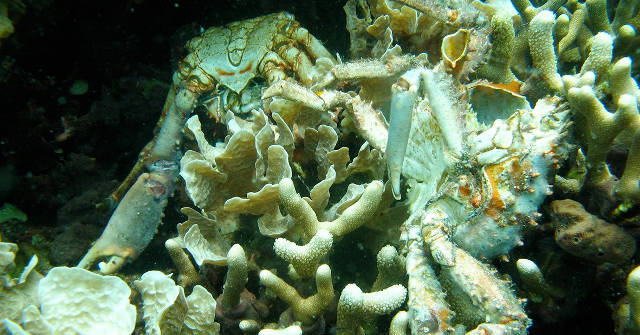 Đại dương đang mất đi "hơi thở" - QuanTriMang.com