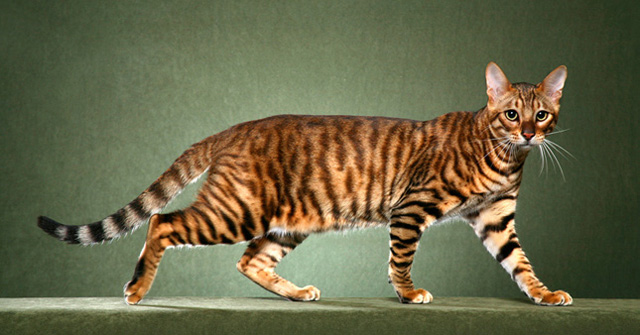 Top 10 loài mèo đẹp nhất thế giới - QuanTriMang.com