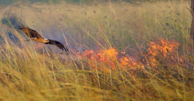 Diều hâu lửa, loài chim kỳ lạ gây cháy rừng để săn mồi - QuanTriMang.com
