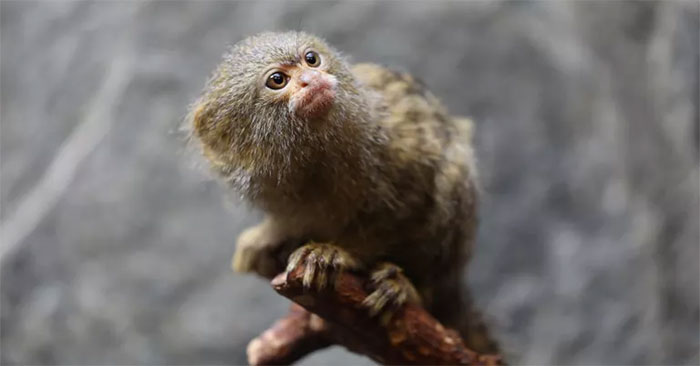 Điểm mặt những con vật "thấp bé nhẹ cân" nhất trong loài của mình