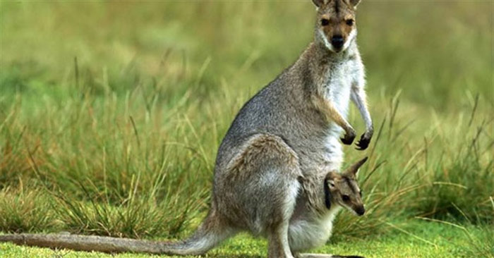Bên trong túi của Kangaroo có gì? Câu trả lời sẽ khiến bạn kinh ngạc