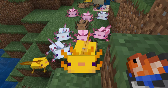 Cách nuôi Axolotl Minecraft, thuần hóa Kì Giông Minecraft - QuanTriMang.com