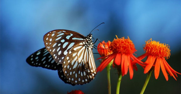 10 điều thú vị về loài bướm xinh đẹp khiến bạn kinh ngạc - QuanTriMang.com