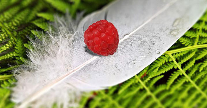 8 hệ điều hành nhẹ tốt nhất cho Raspberry Pi - QuanTriMang.com