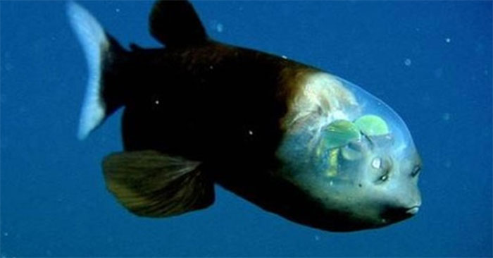 Cận cảnh loài cá kỳ lạ có đầu trong suốt bơi ở độ sâu 800m ...