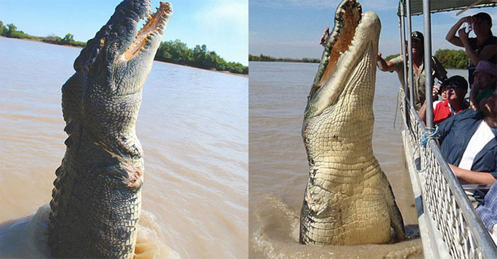 5 con cá sấu có kích thước 'khủng' nhất thế giới - QuanTriMang.com