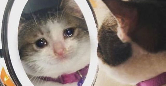 Meme Mèo Khóc, ảnh mèo khóc hài hước - QuanTriMang.com