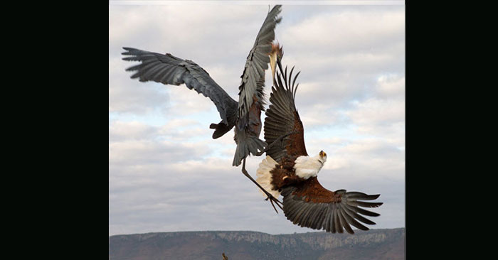 Chim diệc nổi giận tung đòn kungfu đánh đuổi đại bàng - QuanTriMang.com