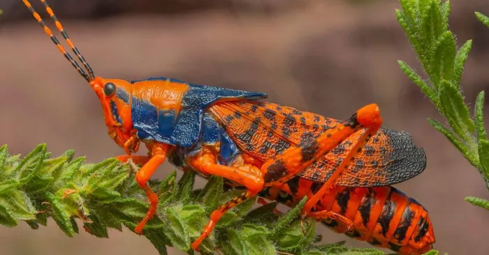 Cận cảnh các loài châu chấu rực rỡ, ấn tượng nhất thế giới ...
