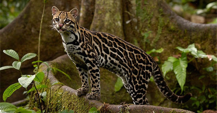 Ngắm loài mèo có bề ngoài giống hệt báo - QuanTriMang.com