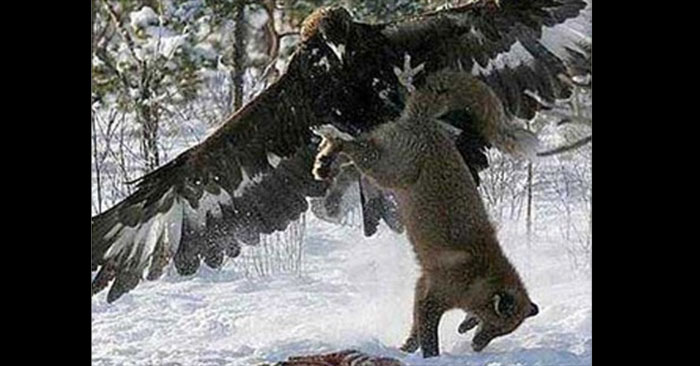 Đại bàng hạ gục chó sói chỉ trong chớp mắt - QuanTriMang.com