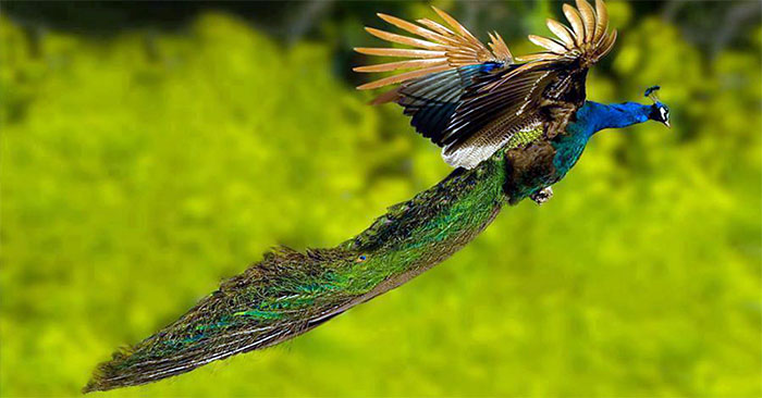 Khoảnh khắc chim công sải cánh bay trên bầu trời tuyệt đẹp ...